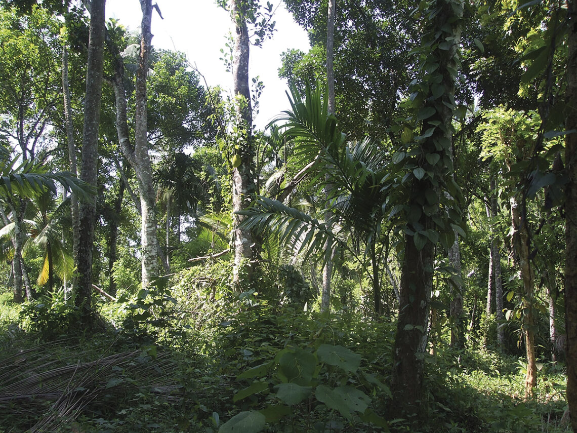 Forestería Análoga: alternativa a rozar y simplificar - EcoHabitar