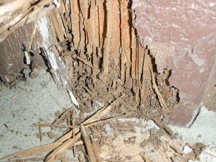 ¿Es posible acabar con las termitas? - EcoHabitar