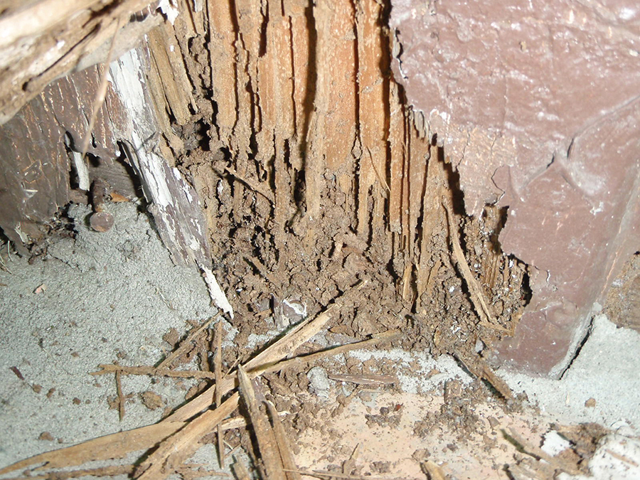 ¿Es posible acabar con las termitas? - EcoHabitar