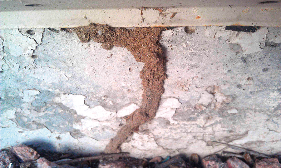 ¿Es posible acabar con las termitas? - EcoHabitar