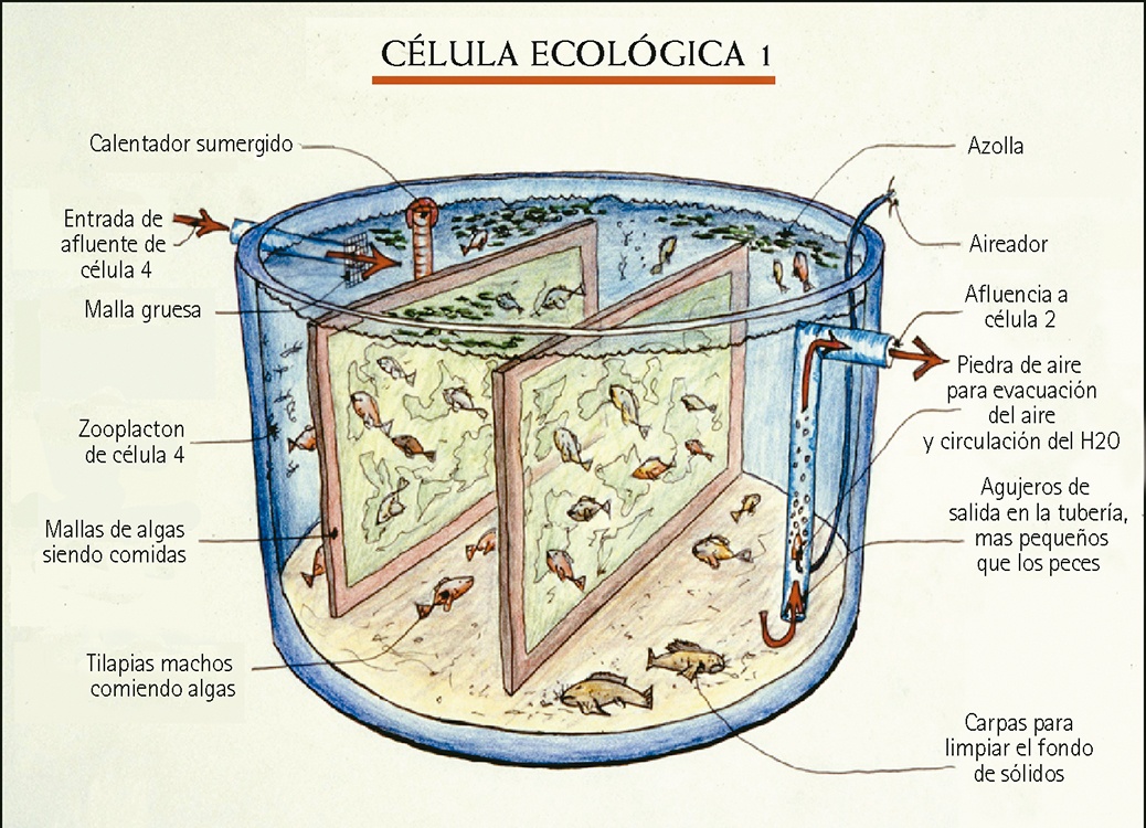 Máquinas vivas: Las Ecomáquinas de John Todd - EcoHabitar