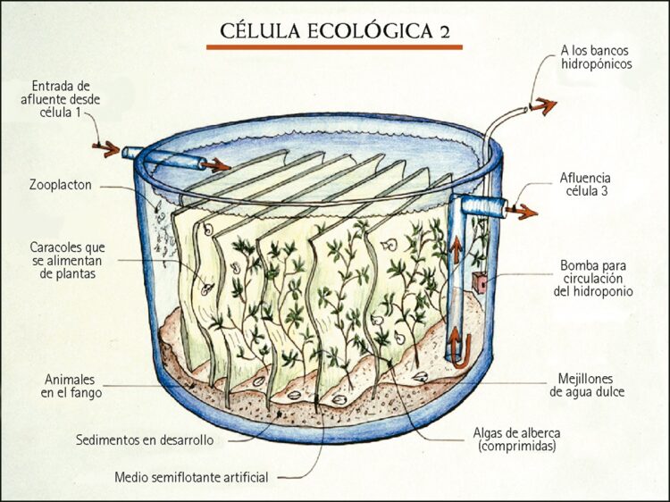 Máquinas vivas: Las Ecomáquinas de John Todd - EcoHabitar