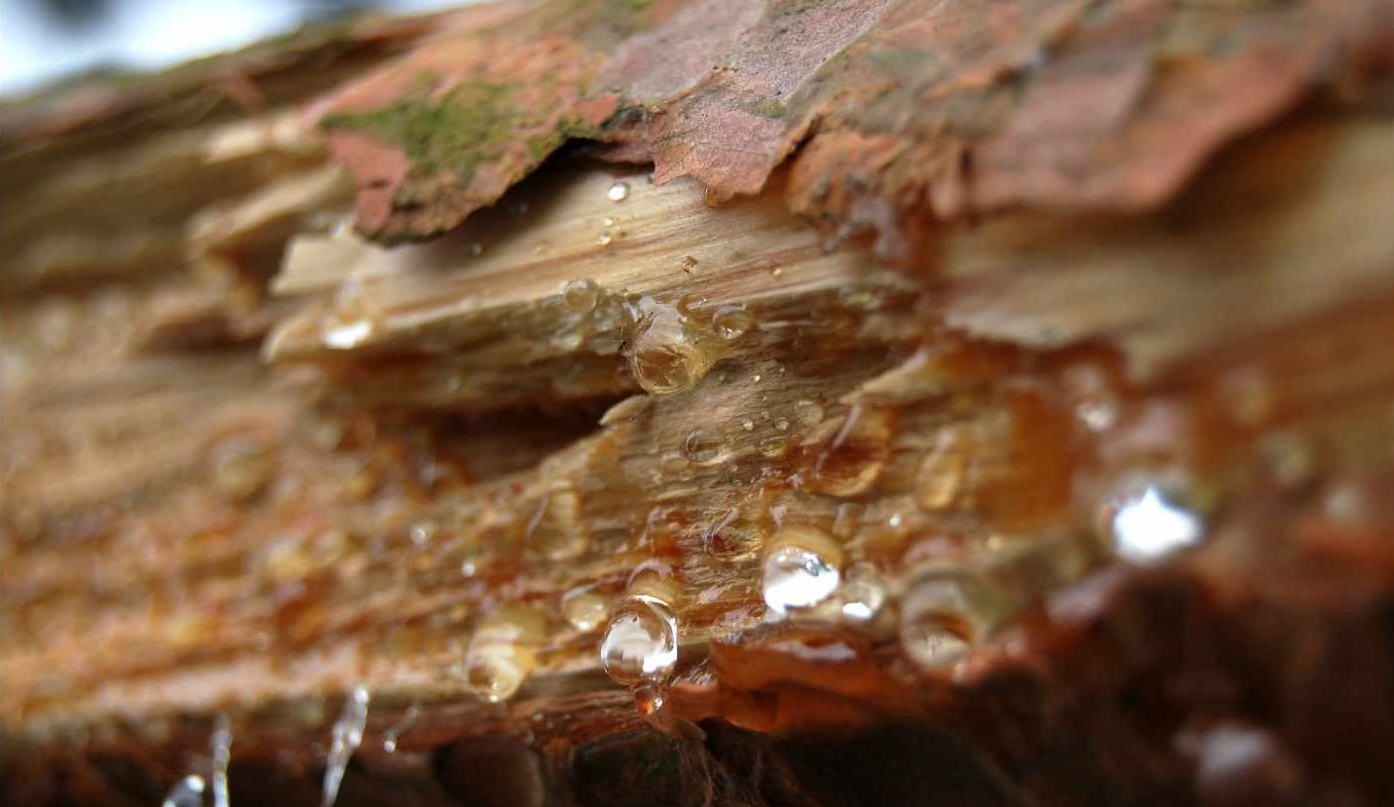 Las mejores ideas para revolucionar el sector de la resina - EcoHabitar