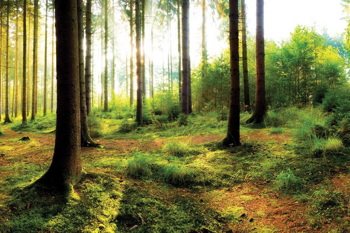 Biofilia y biorregionalismo. Amar la vida lo suficiente para salvarla ...