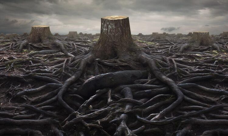 Por una ley que proteja la tierra: No al ecocidio - EcoHabitar