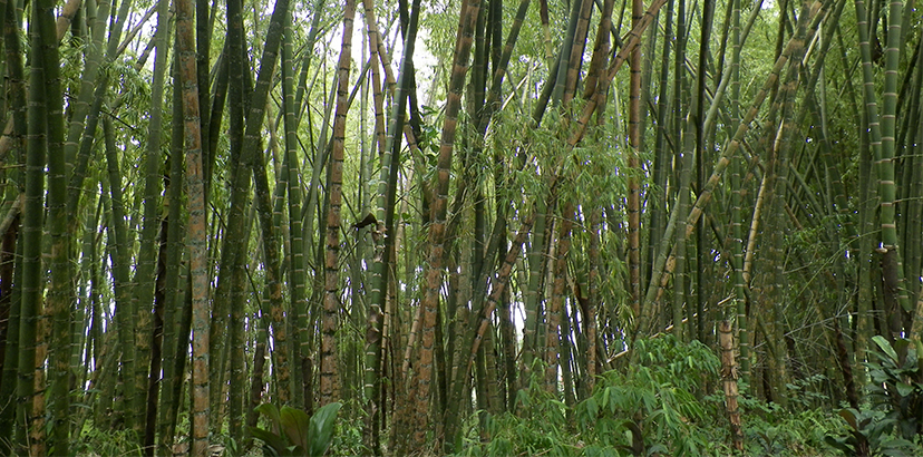 La guadua: una maravilla natural de grandes bondades - EcoHabitar