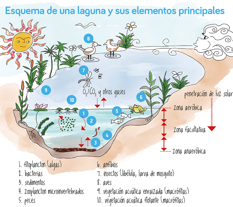 Depuración ecológica del agua - EcoHabitar
