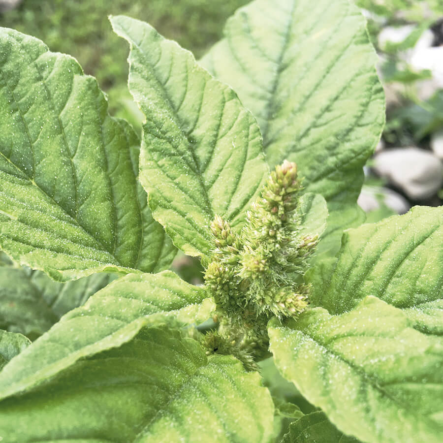 Las plantas bioindicadoras - EcoHabitar